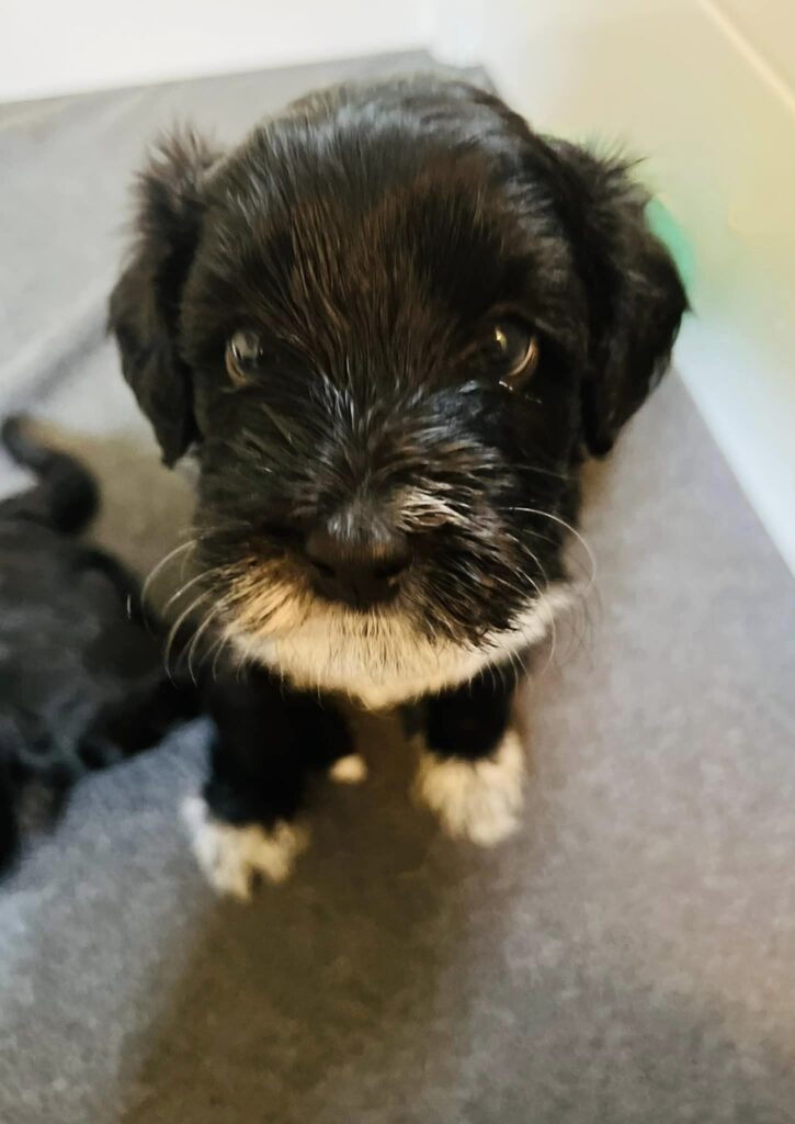 Home - Sea Dog Kennel