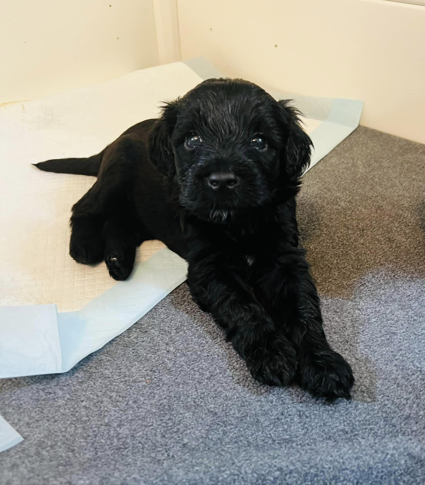 Home - Sea Dog Kennel