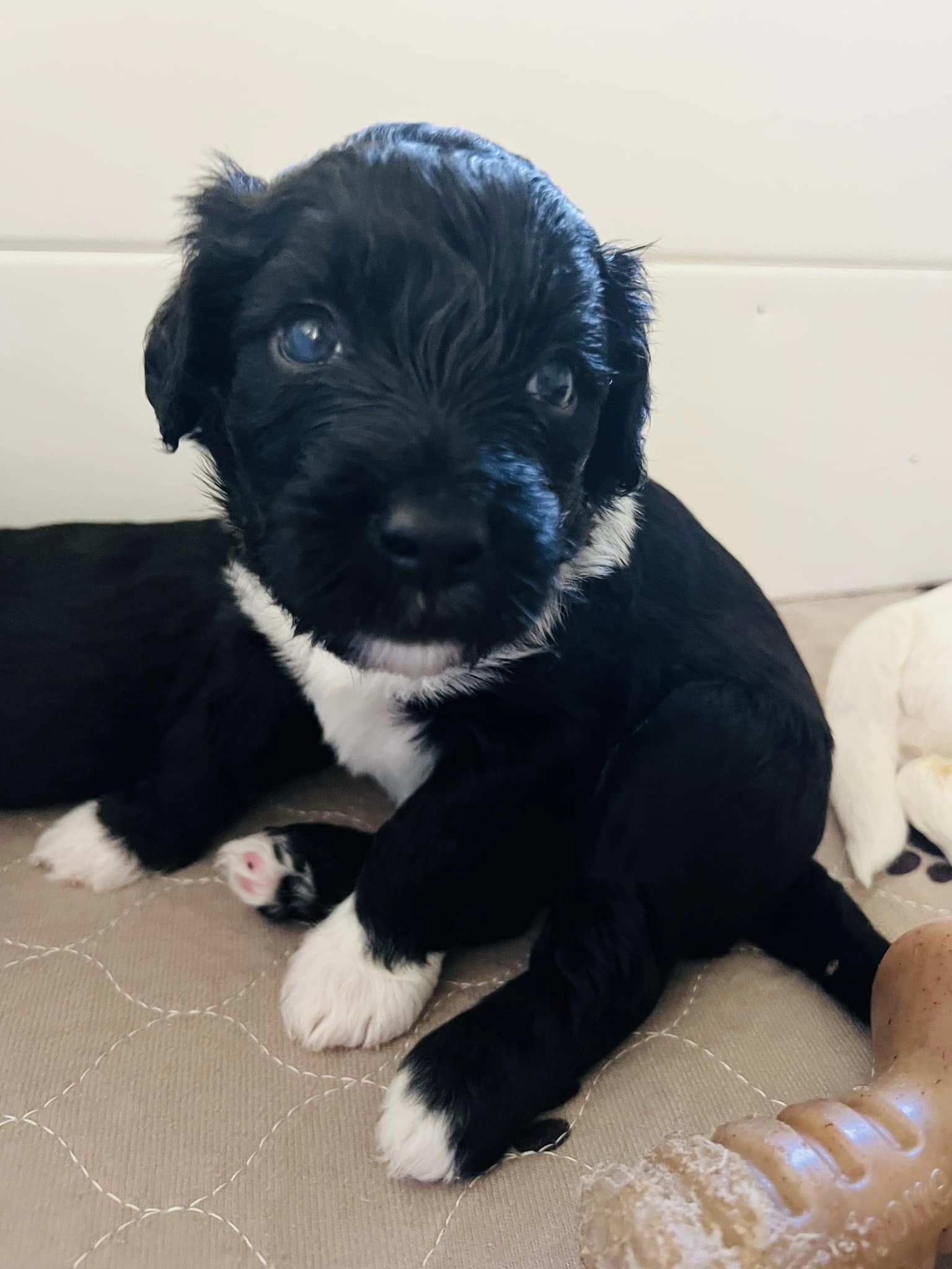 Home - Sea Dog Kennel