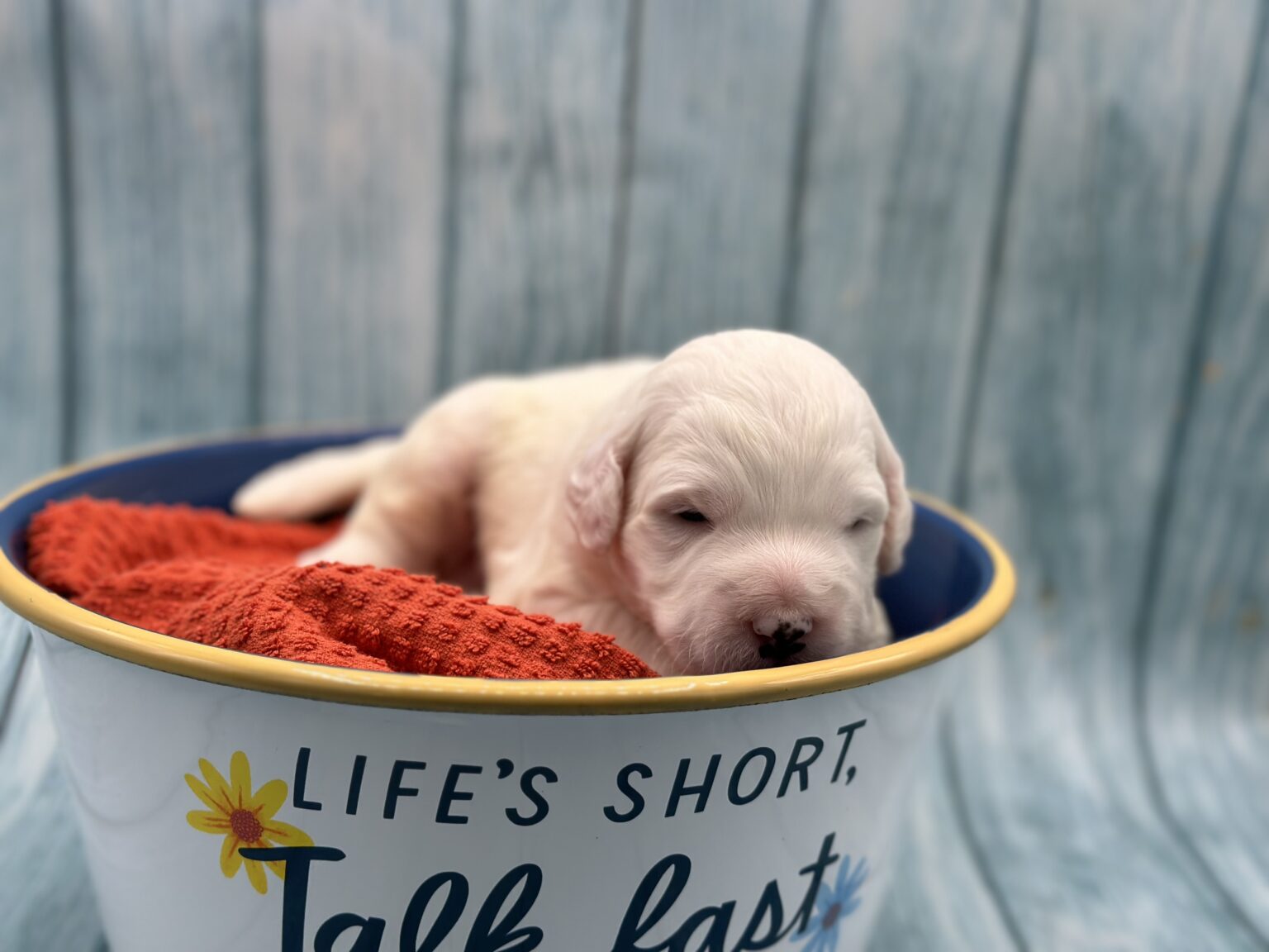 Available Puppies Videos - Sea Dog Kennel