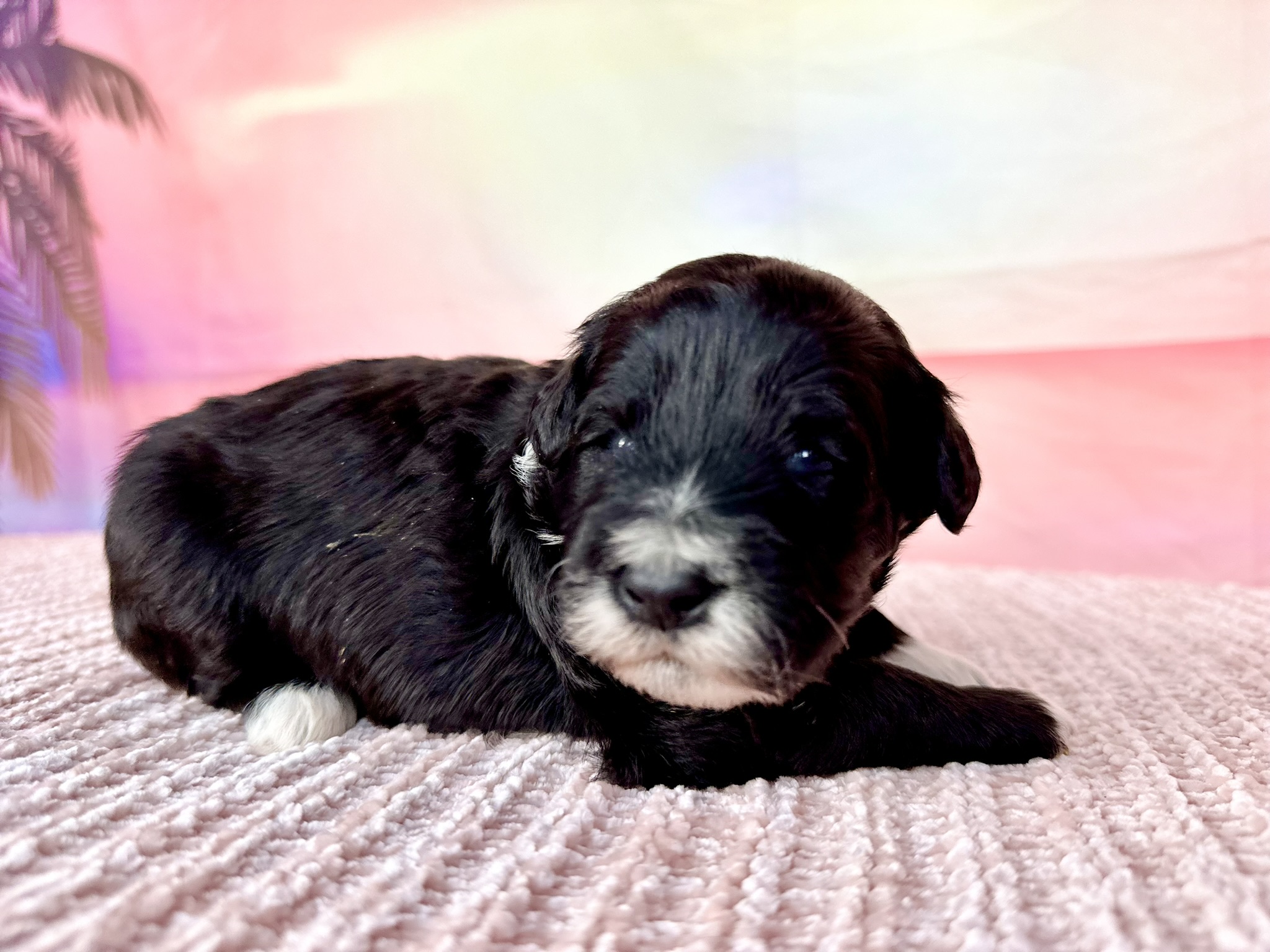Available Puppies Videos Sea Dog Kennel available-puppies-videos-sea-dog-kennel